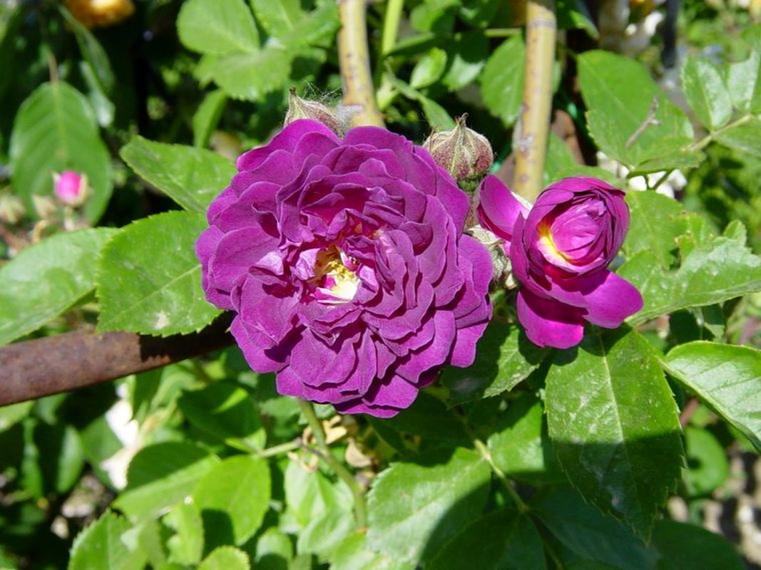 Rosa Blue Magenta in Boboli Gardens | Artworks | Uffizi Galleries