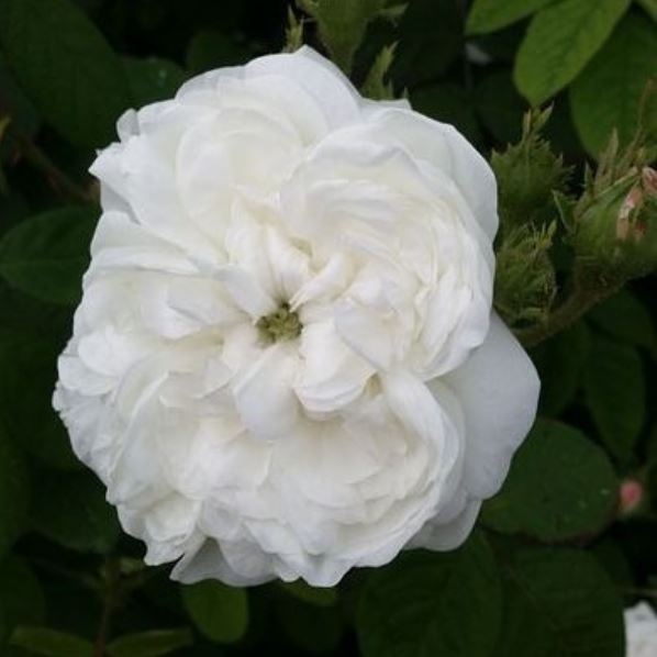 Rosa Damascena Madame Hardy in Boboli Gardens | Artworks | Uffizi Galleries