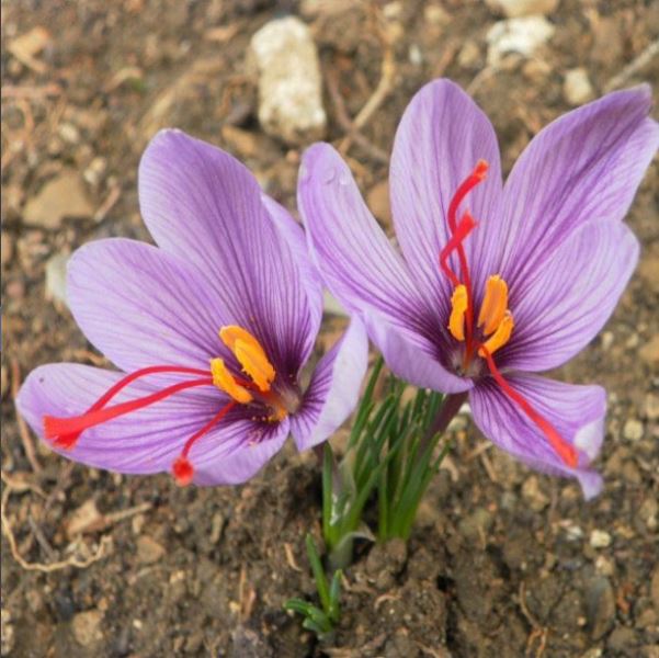 Crocus Sativus | Opere | Le Gallerie degli Uffizi