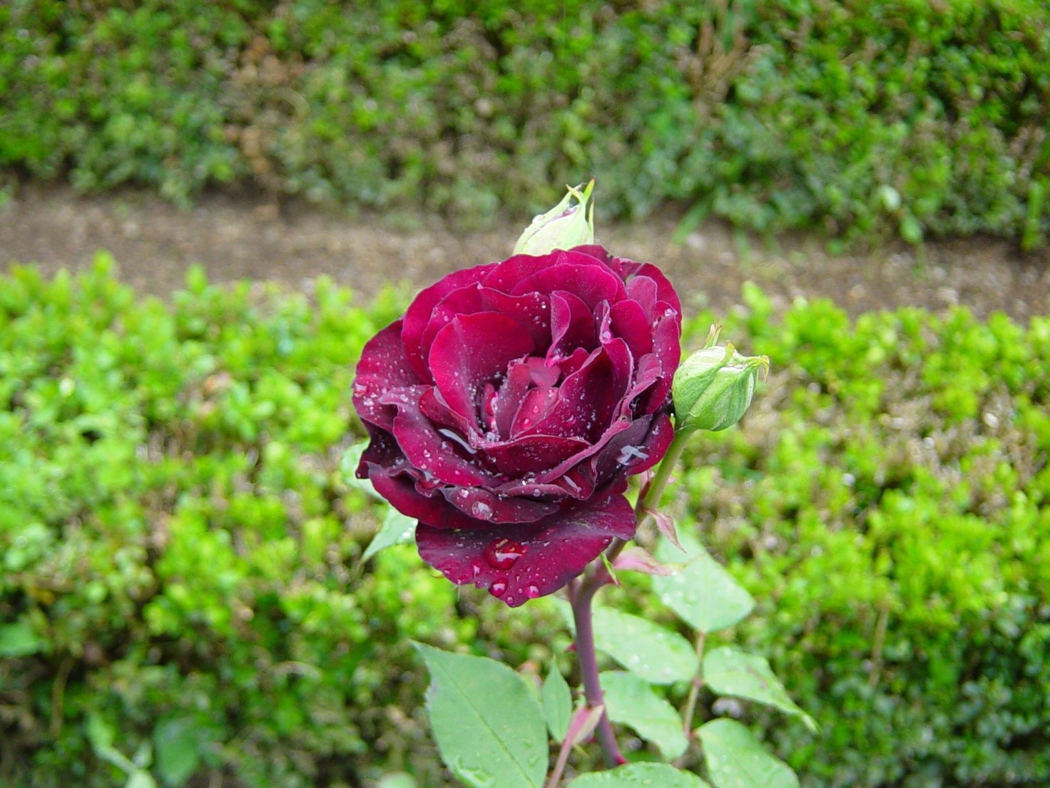 Rosa Louis XIV in Boboli Gardens | Artworks | Uffizi Galleries