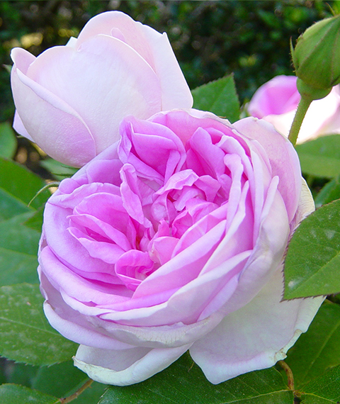 Blarii no. 2 Rose in Boboli Gardens | Artworks | Uffizi Galleries