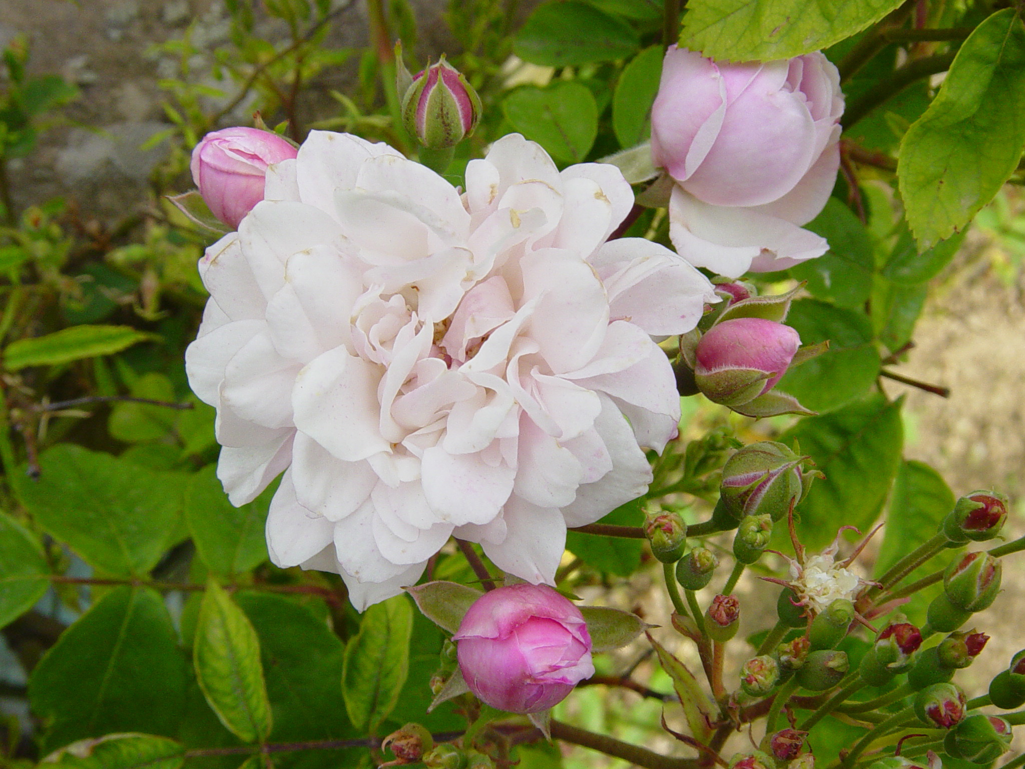 Rosa Blush Noisette nel Giardino di Boboli | Opere | Le Gallerie degli ...
