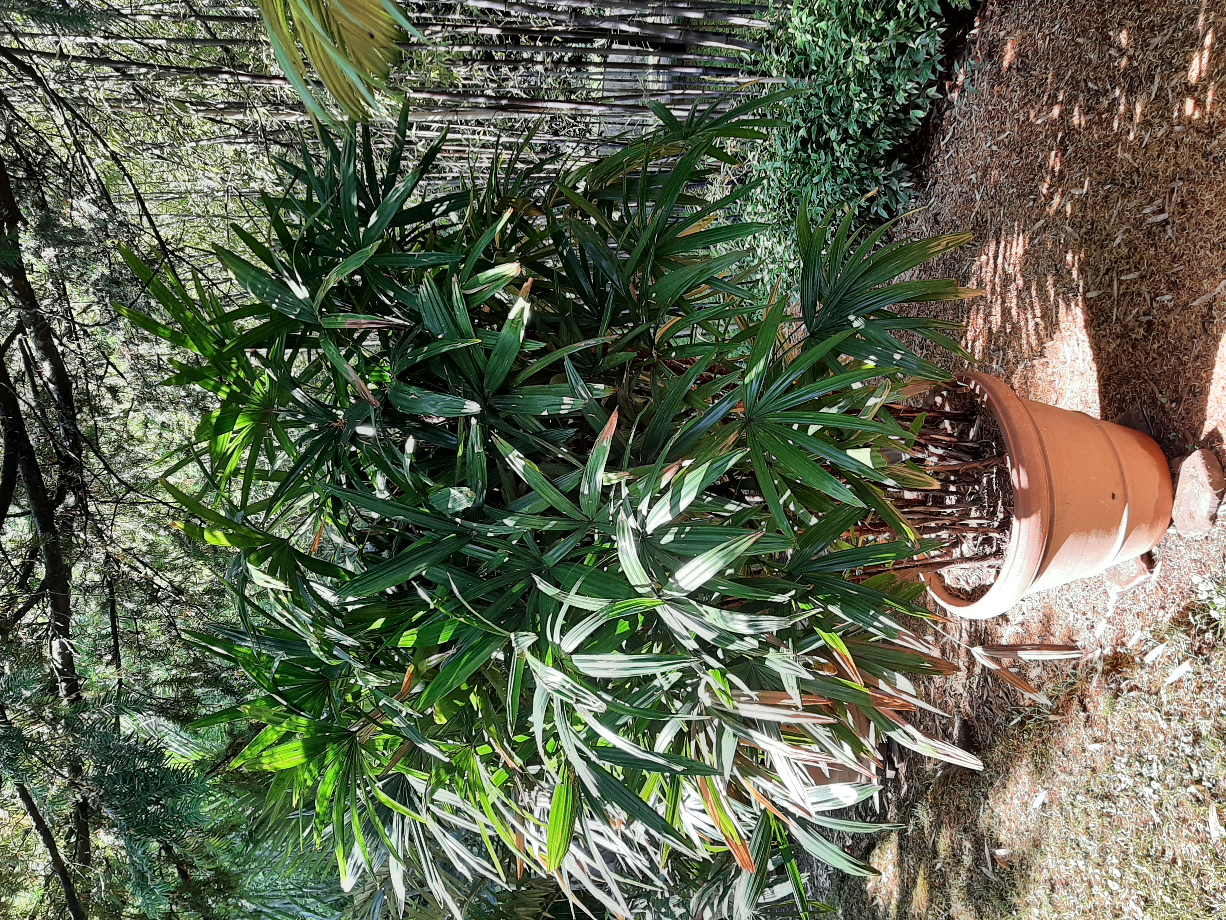 Palm - Rhapis excelsa | Artworks | Uffizi Galleries