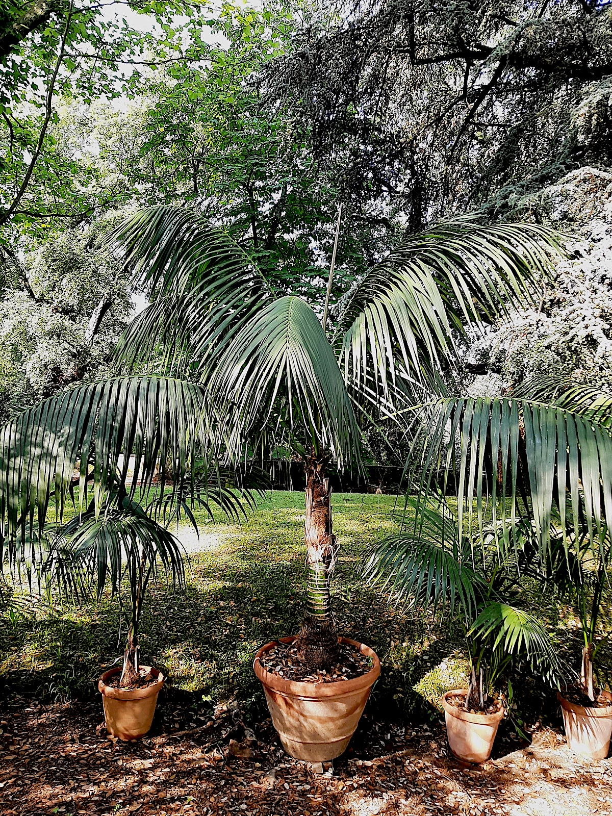 Palm - Howea forsteriana (Kentia) | Artworks | Uffizi Galleries