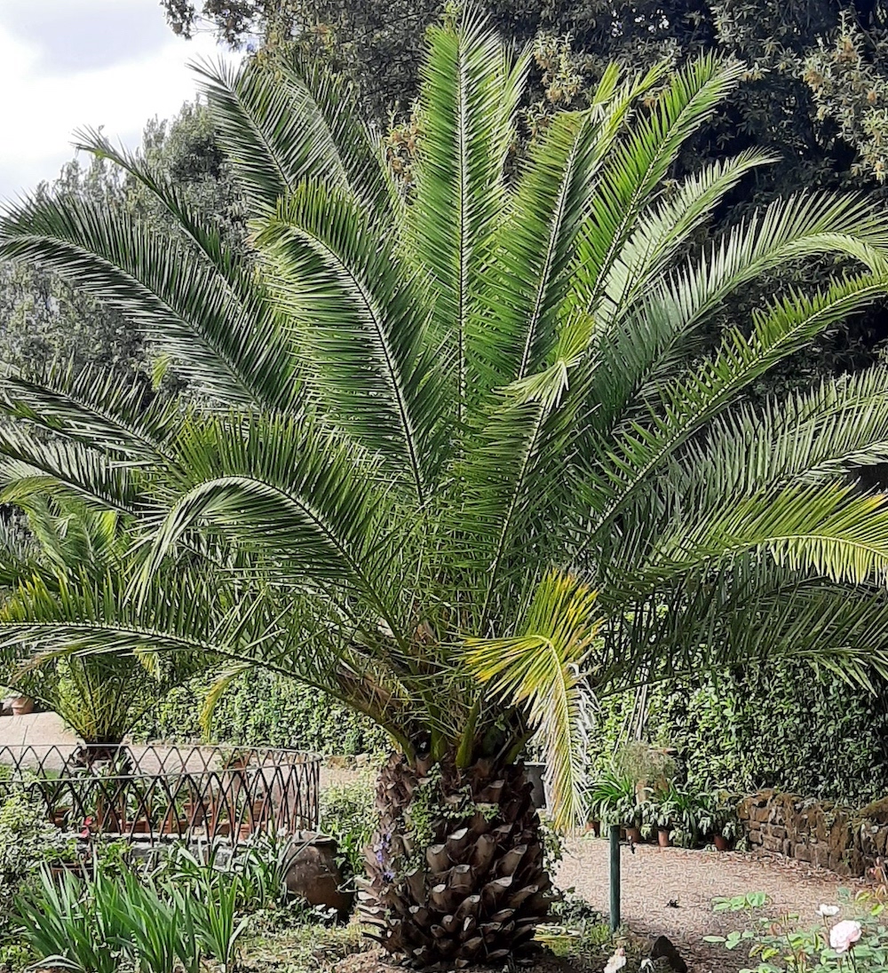 Palma - Phoenix canariensis | Opere | Le Gallerie degli Uffizi